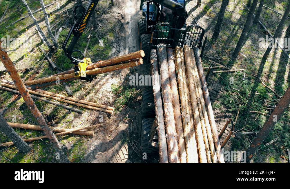 Working crane picks tree trunks in forest. Deforestation and logging ...