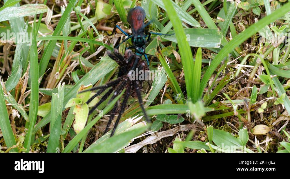 Hawk wasp Stock Videos & Footage - HD and 4K Video Clips - Alamy