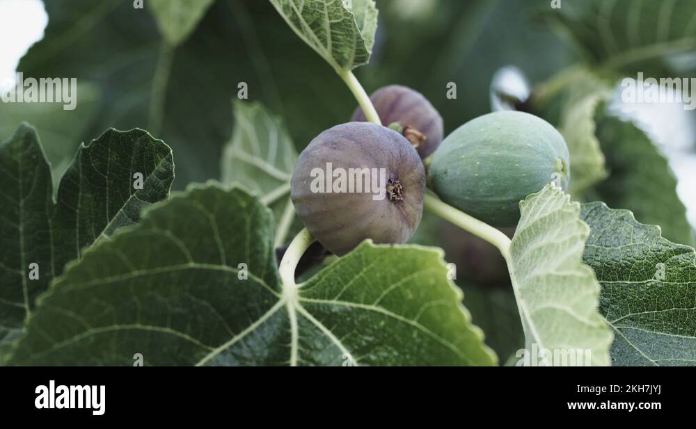 Edible fig tree Stock Videos & Footage - HD and 4K Video Clips - Alamy