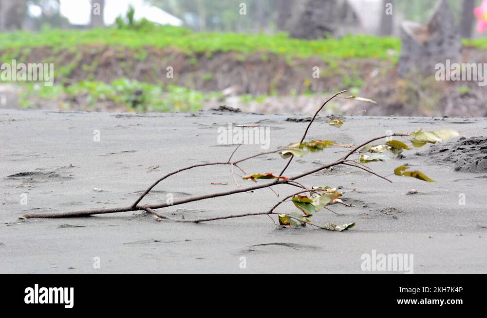 Tree Branch Laying In Sand And Moving In Extreme Winds During Tropical ...