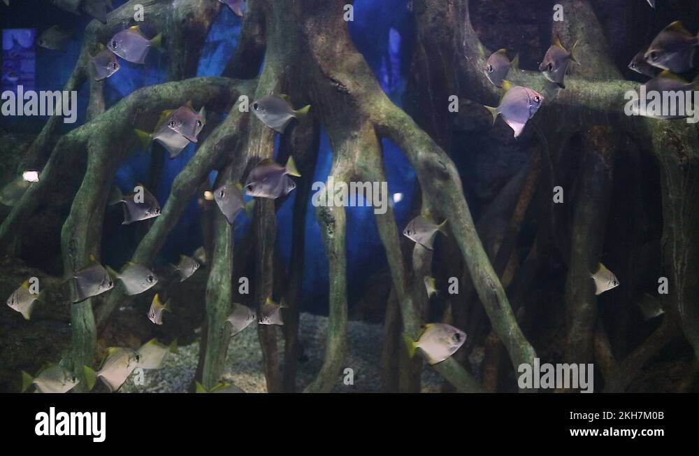 Mangroves roots fish Stock Videos & Footage - HD and 4K Video Clips - Alamy