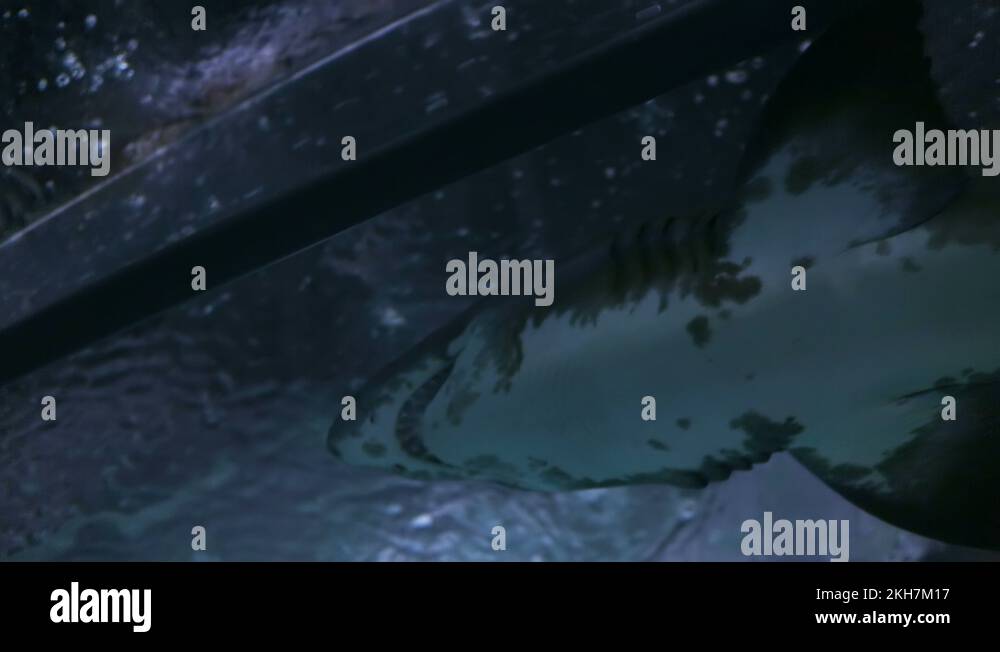 Shark with sharp teeth Stock Videos & Footage - HD and 4K Video Clips ...