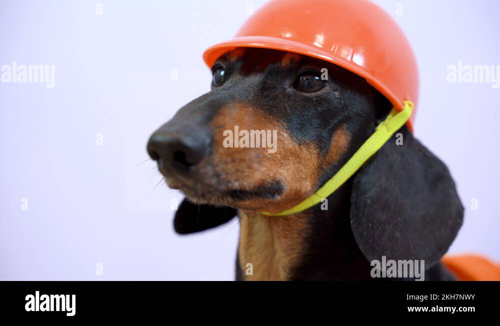 Handyman dog worker helmet Stock Videos & Footage - HD and 4K Video ...