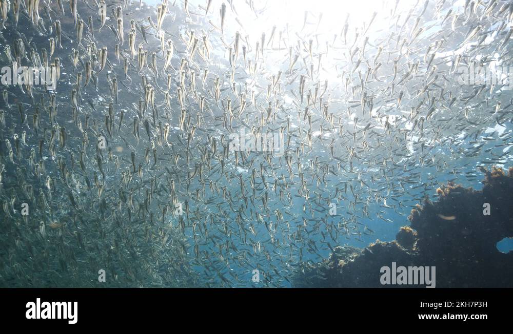 silversides hiding behind secret rocks under sun shine and beams ...