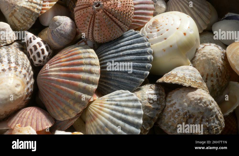 Types Of Shellfish Stock Videos Footage HD And 4K Video Clips Alamy types-of-shellfish-stock-videos-footage-hd-and-4k-video-clips-alamy