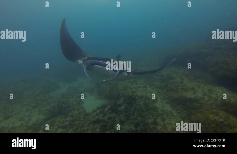 Graceful Manta Ray Close Up Of Markings Swimming Overhead. Pelagic ...