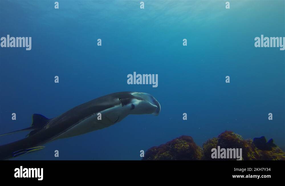 Graceful Manta Ray Close Up Swimming Overhead. Pelagic Filter Feeder ...