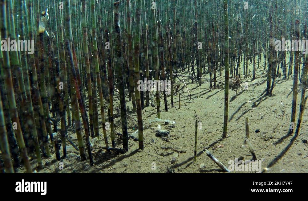 In the bog underwater Stock Videos & Footage - HD and 4K Video Clips ... In the bog underwater Stock Videos & Footage - HD and 4K Video Clips ...