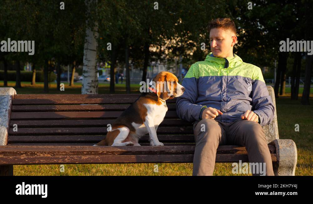 Pensive dog sitting on bench near man, turn head and look to owner ...