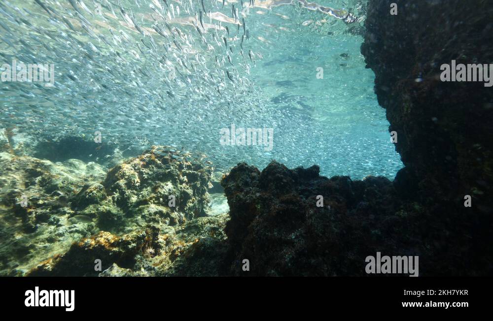 silversides fish hiding behind rocks under sun shine and beams ...