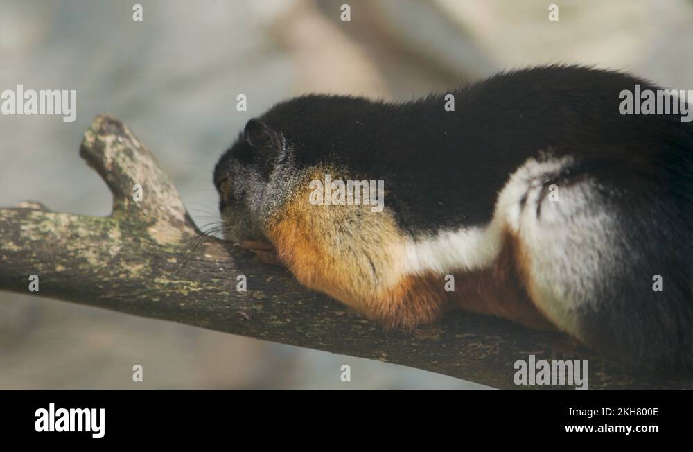 Prevosts squirrel Stock Videos & Footage - HD and 4K Video Clips - Alamy