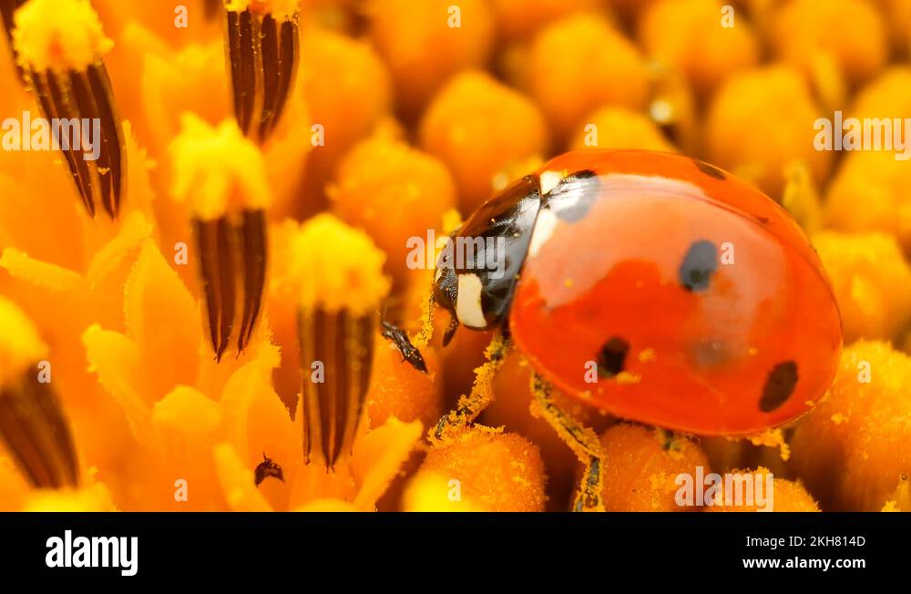 Ladybug sunflower Stock Videos & Footage - HD and 4K Video Clips - Alamy