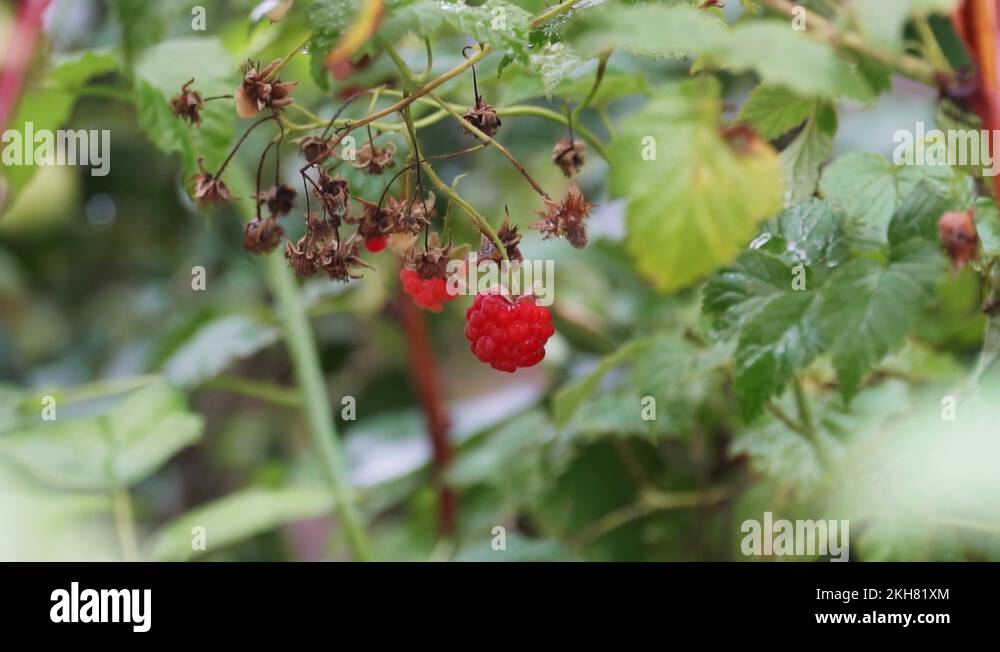 Female Farmer Picking Fresh Raspberry in Garden. Organic Farming and ...
