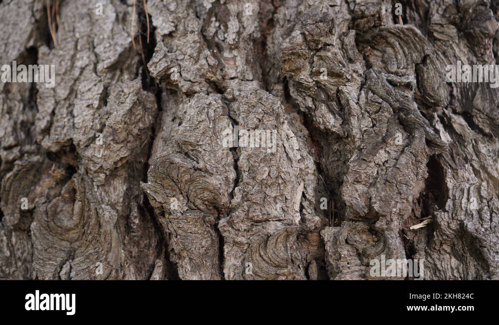 Old conifer tree Stock Videos & Footage - HD and 4K Video Clips - Alamy