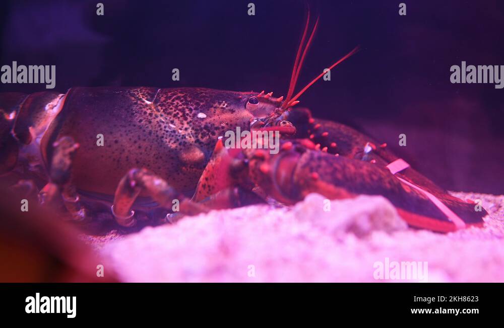 Live lobsters in tank Stock Videos & Footage - HD and 4K Video Clips - Alamy