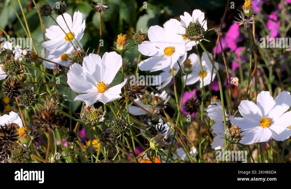 How to grow cosmos Stock Videos & Footage - HD and 4K Video Clips - Alamy