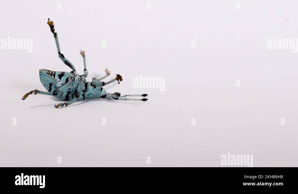 Blue weevil upside down playing dead, quivering legs, white background ...