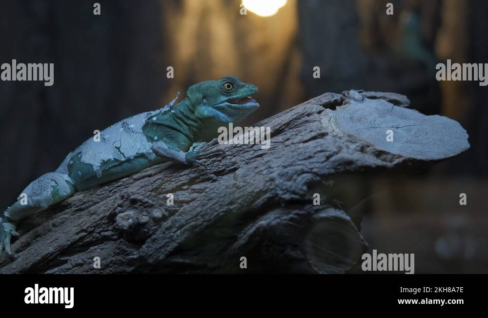 Funny lizard Stock Videos & Footage - HD and 4K Video Clips - Alamy