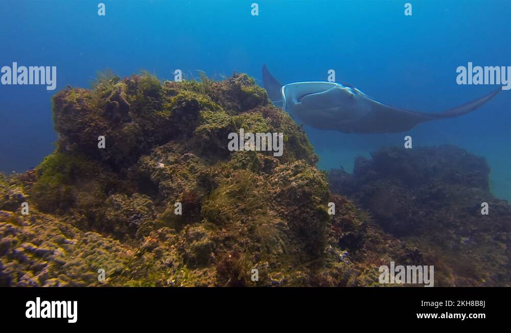 Manta Ray Mouth Close Up.Big Manta Mouth Open Wide.Underwater Pelagic ...