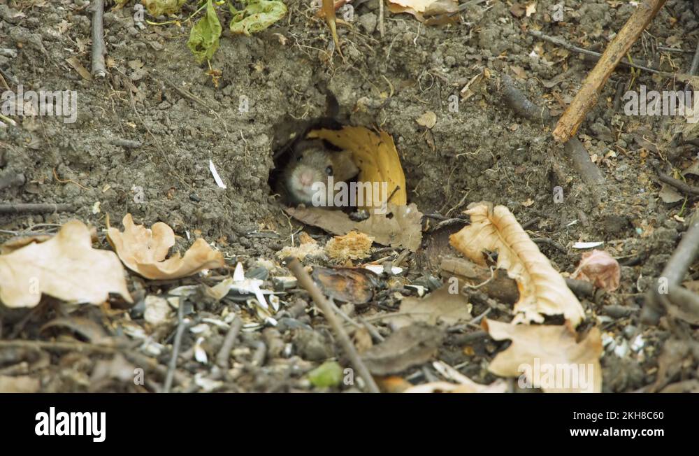 Chinese sign of the mouse Stock Videos & Footage - HD and 4K Video ...