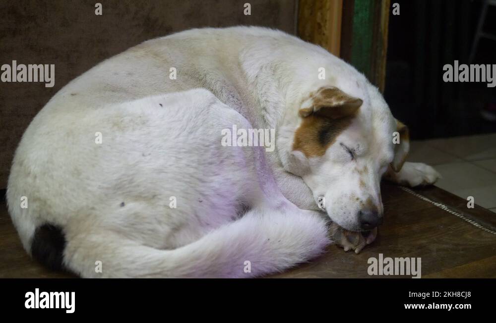 Homeless big abandoned dog sleeping on the street near the wall Stock ...
