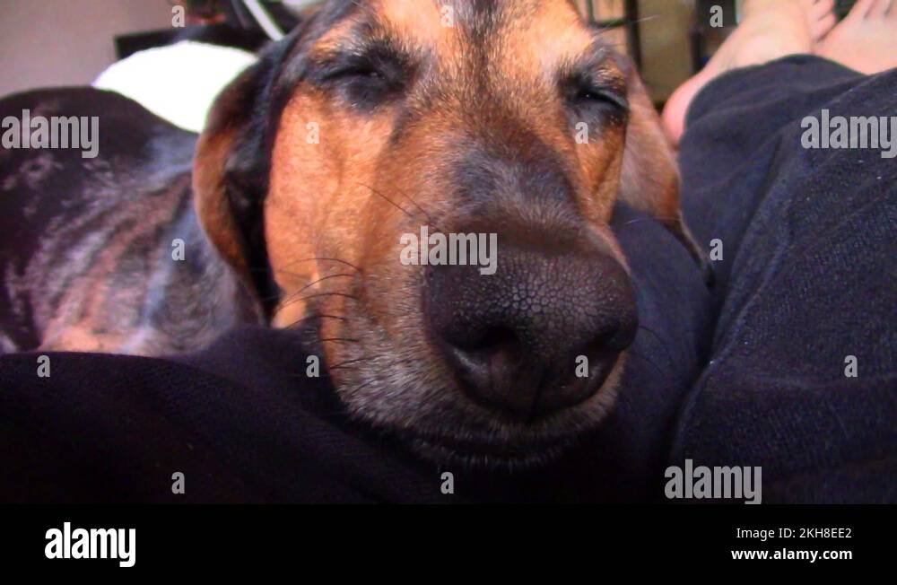 Sleeping dog waking up after nap Stock Video Footage - Alamy