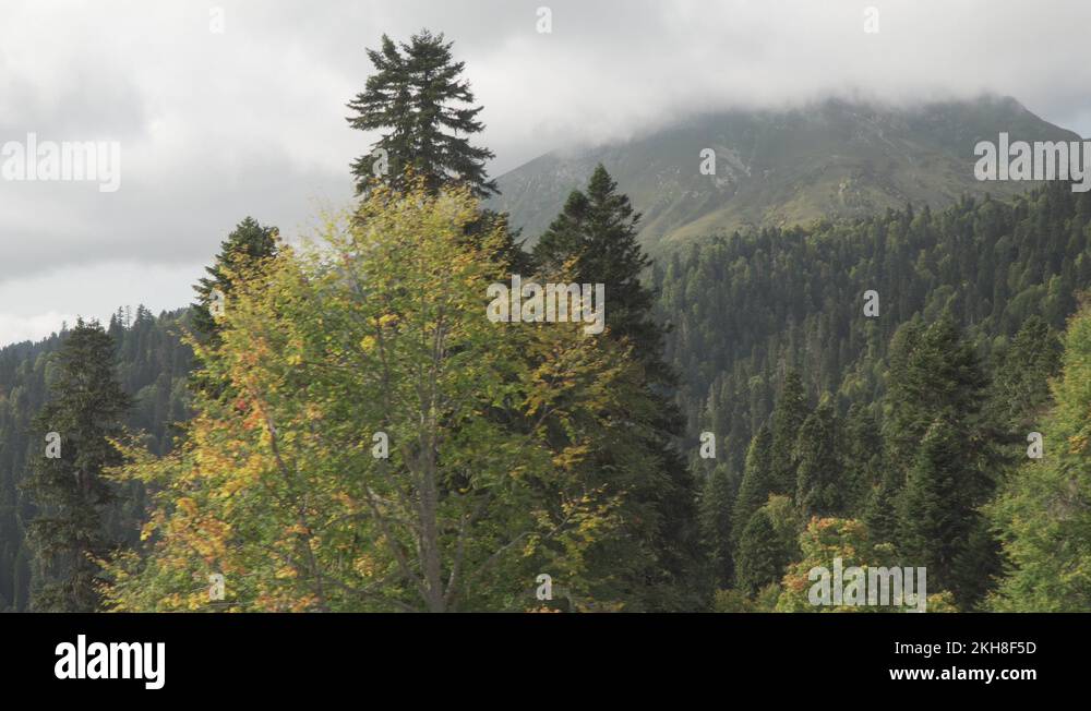 close motion past trees with golden leaves growing in forest Stock ...
