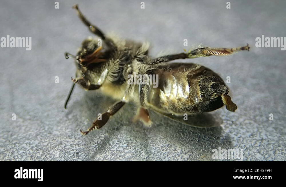 Agony Stock Videos & Footage - HD and 4K Video Clips - Alamy