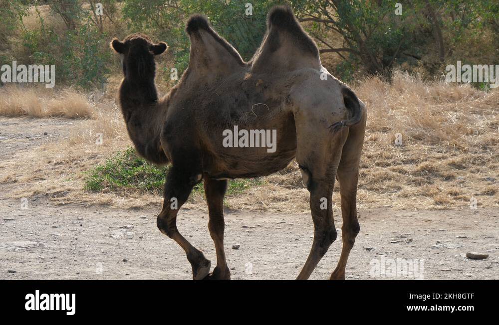 Humped animal Stock Videos & Footage - HD and 4K Video Clips - Alamy