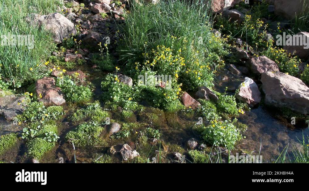 Lichens habitat Stock Videos & Footage - HD and 4K Video Clips - Alamy