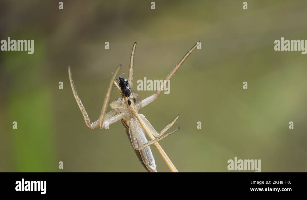 Winged spider Stock Videos & Footage - HD and 4K Video Clips - Alamy