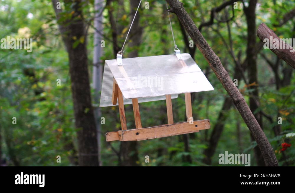 Bird house forest park Stock Videos & Footage - HD and 4K Video Clips ...