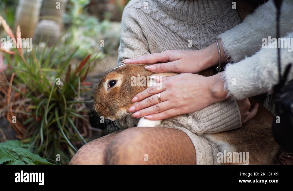 Furry brown rabbit in female hand. Another woman strokes the rabbit ...