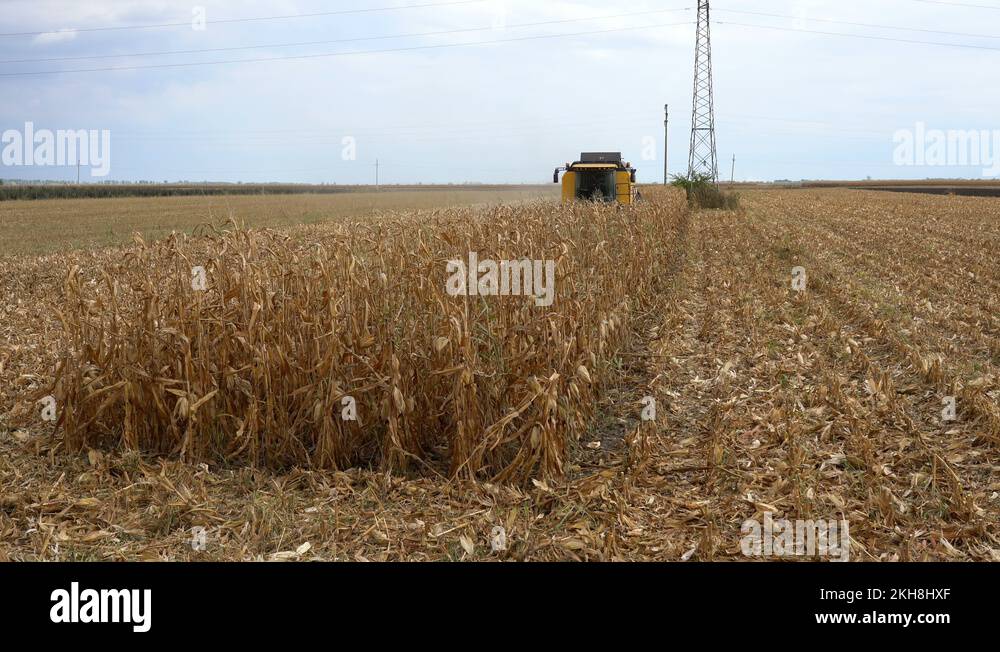 Combine Harvester Cutting Dried Maize Plants in a Farm Field Stock ...