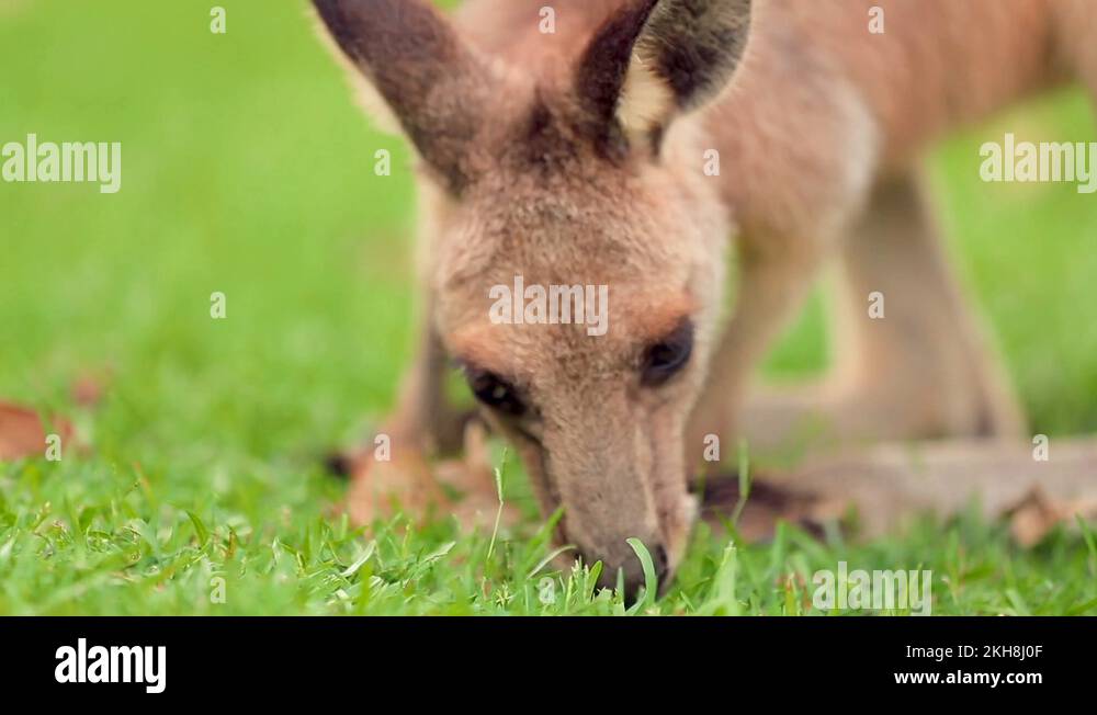 Red kangaroo australia Stock Videos & Footage - HD and 4K Video Clips ...