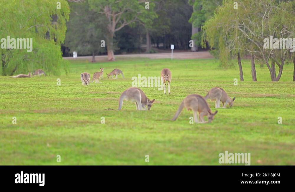 Muscular animals Stock Videos & Footage - HD and 4K Video Clips - Alamy
