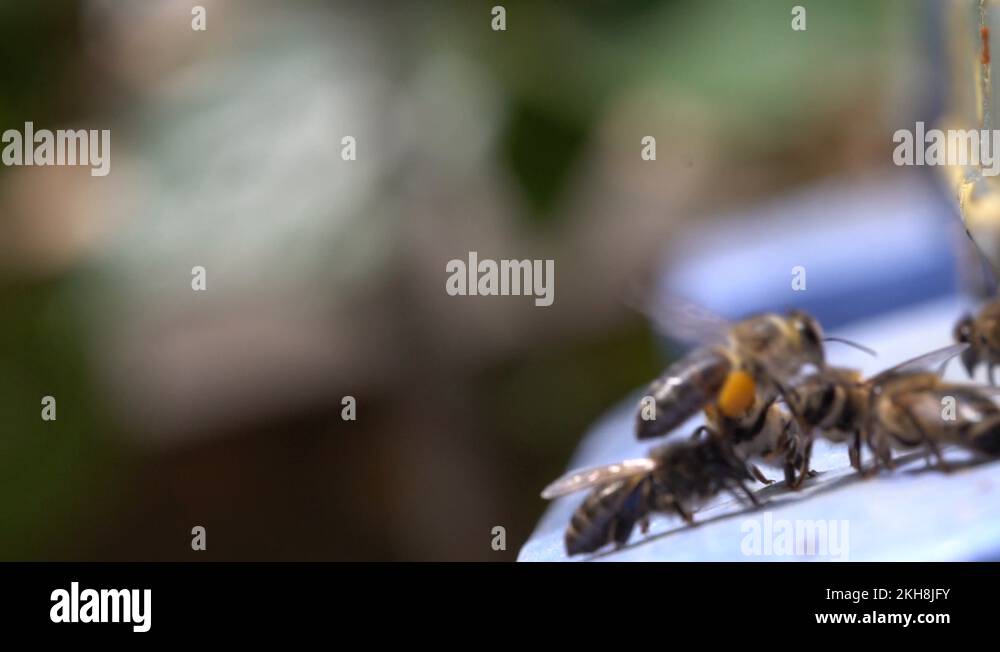 Pollen pellet Stock Videos & Footage - HD and 4K Video Clips - Alamy