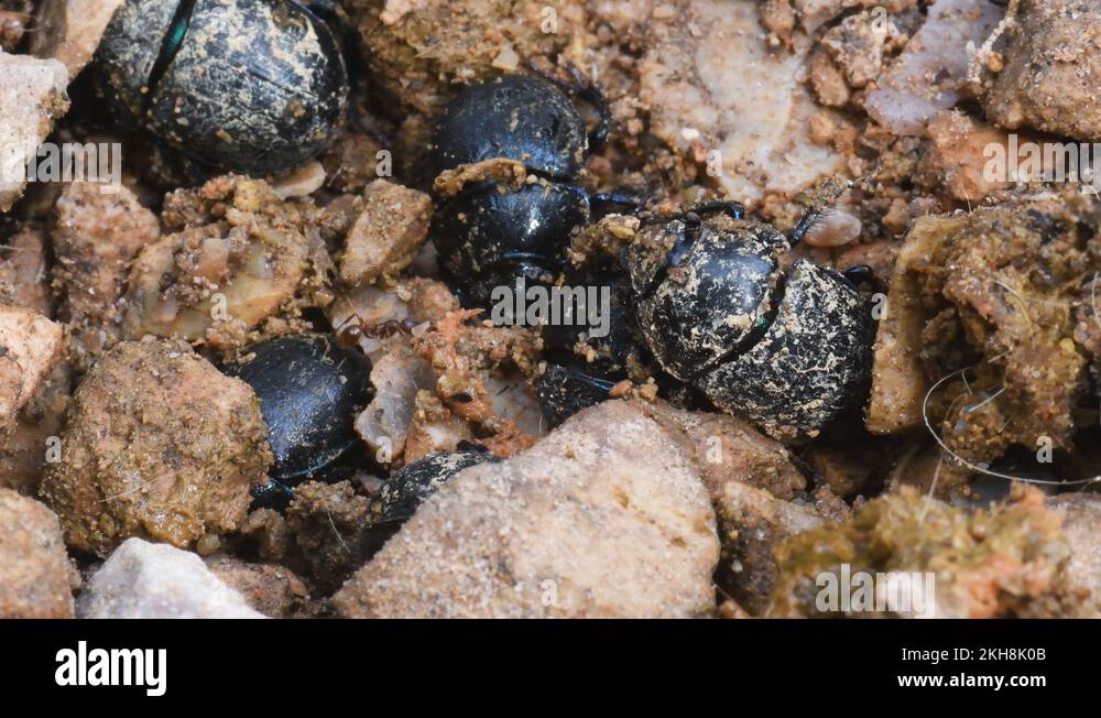 dung beetle, Geotrupidae, beetles, Coleoptera, earth-boring dung ...