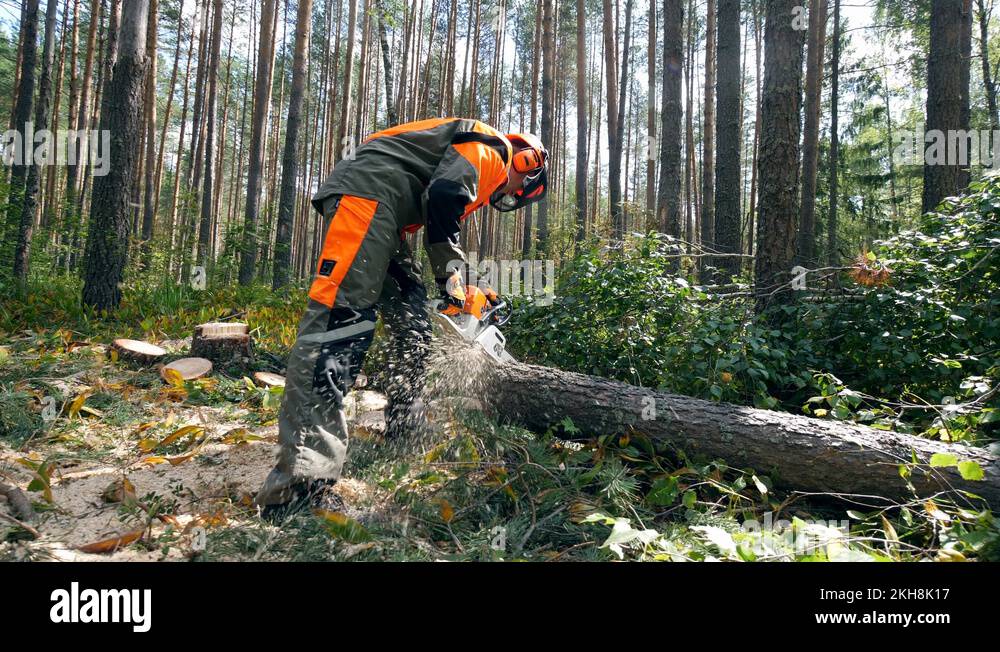 Deforestation, forest cutting concept. Felled tree is getting cut into ...