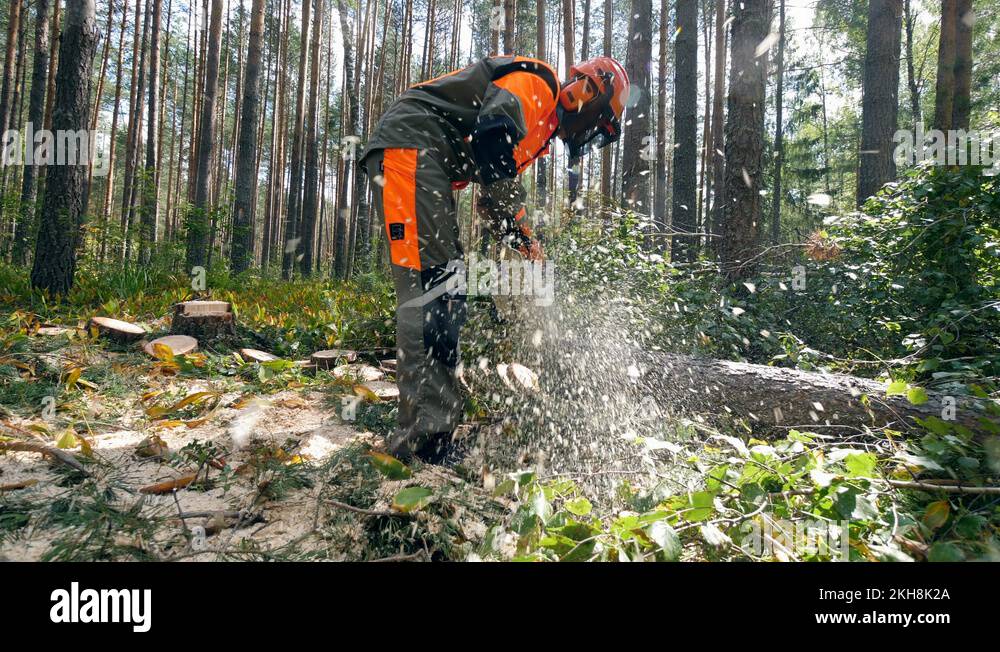 Forest worker deforestation Stock Videos & Footage - HD and 4K Video ...
