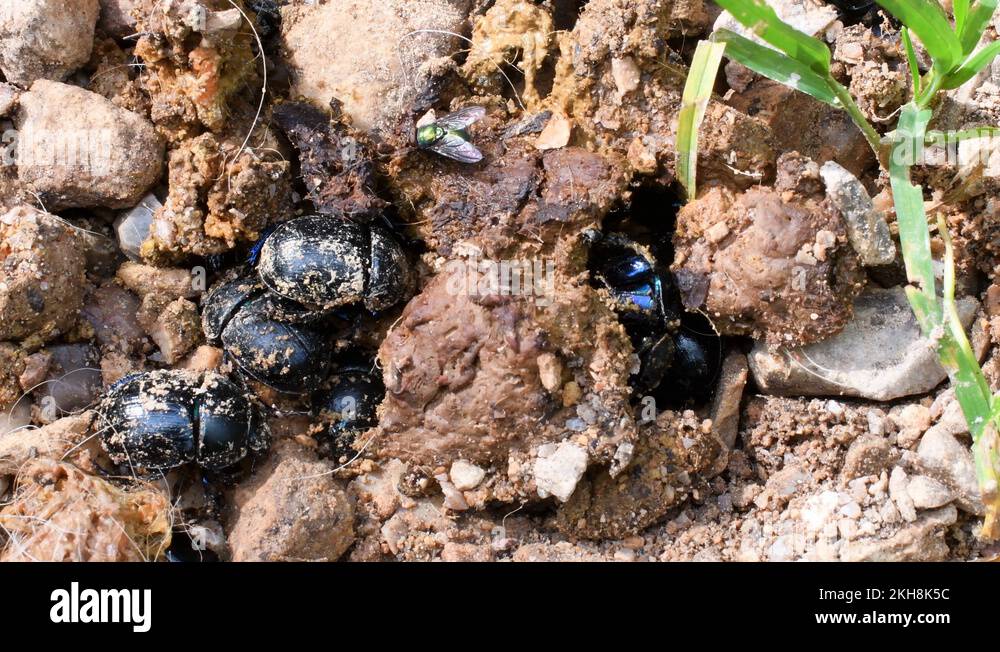 dung beetle, Geotrupidae, beetles, Coleoptera, earth-boring dung ...