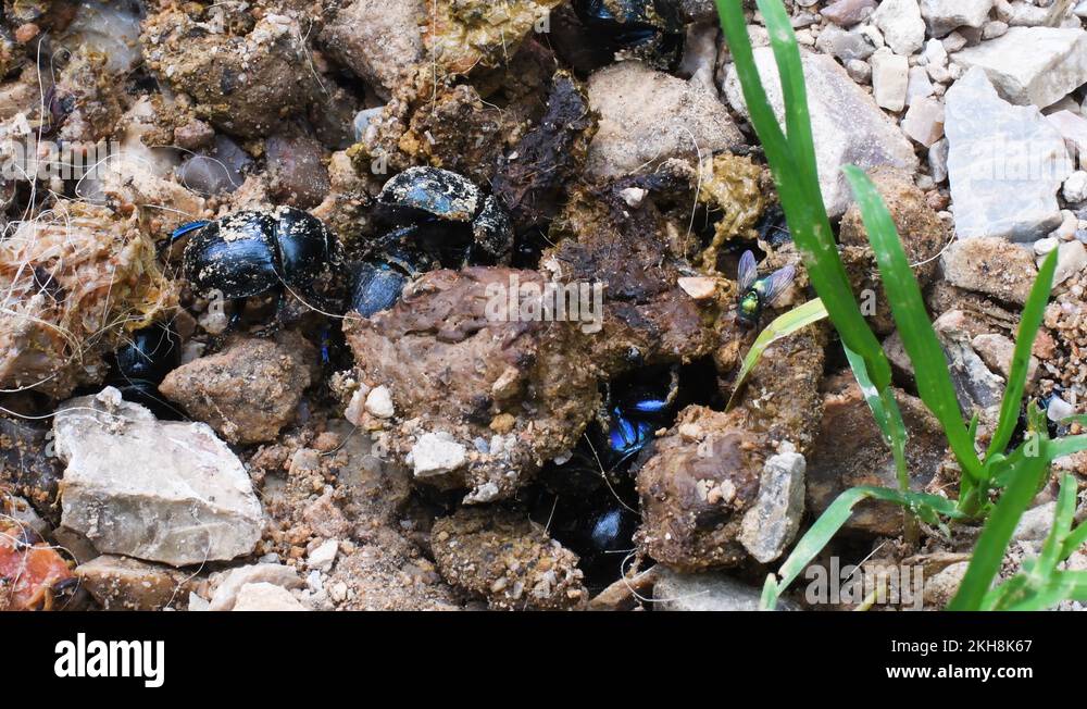 dung beetle, Geotrupidae, beetles, Coleoptera, earth-boring dung ...