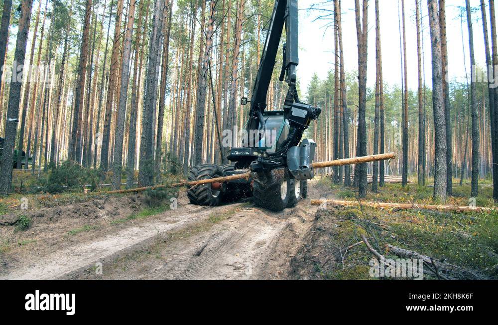 Chopping cutting felling Stock Videos & Footage - HD and 4K Video Clips ...