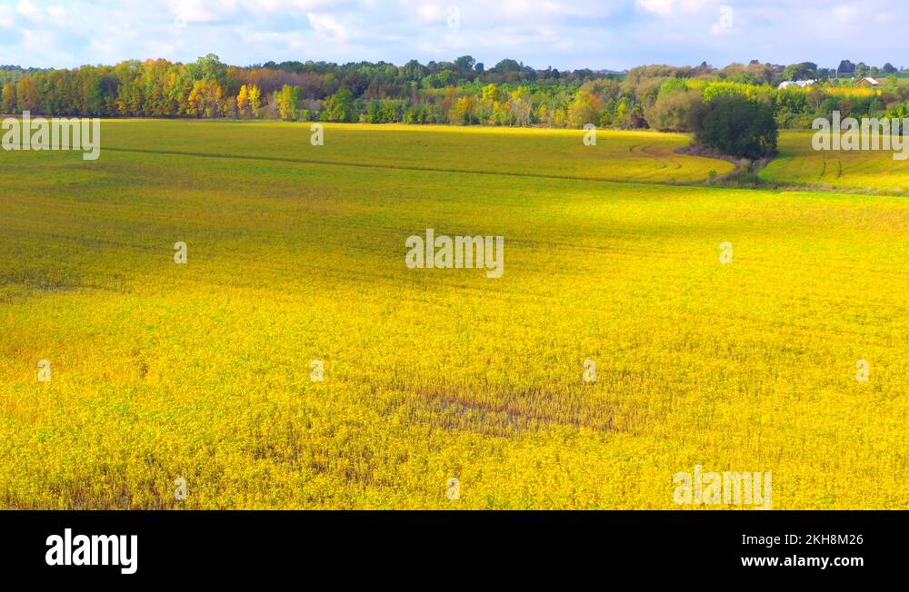 Sunlight and shadow sweep across October soybean field and Fall colors ...