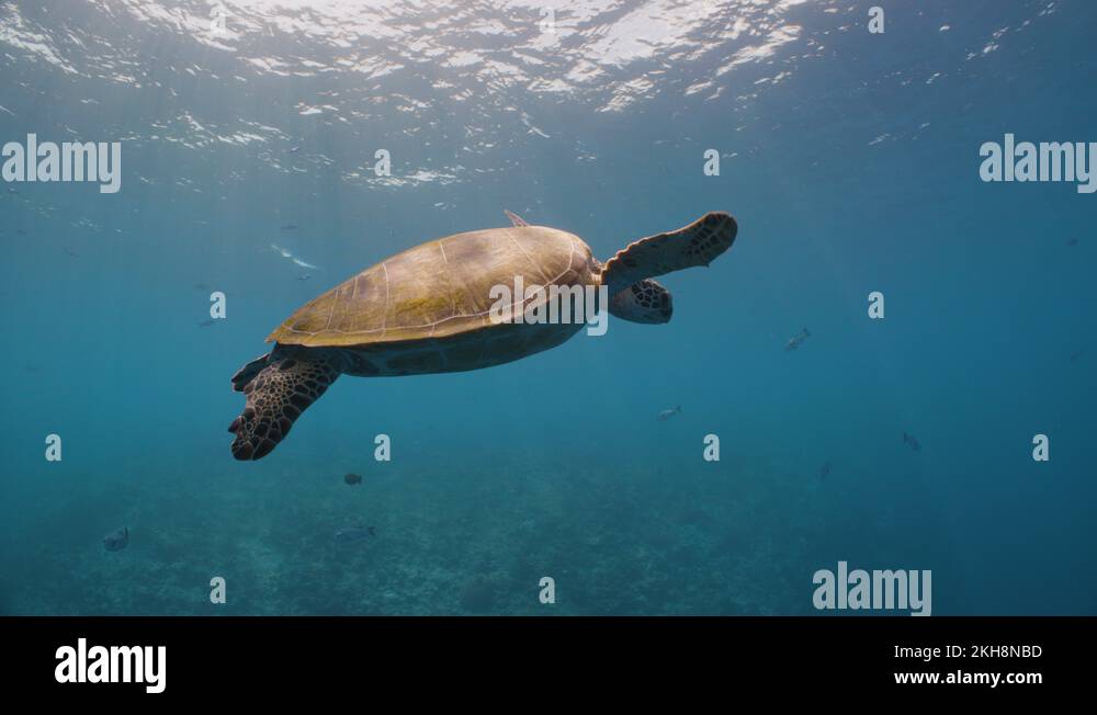 Deep water turtle discovery Stock Videos & Footage - HD and 4K Video ...