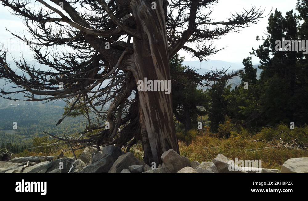 Crooked branches of an old dead tree in a forest. Ecological ...