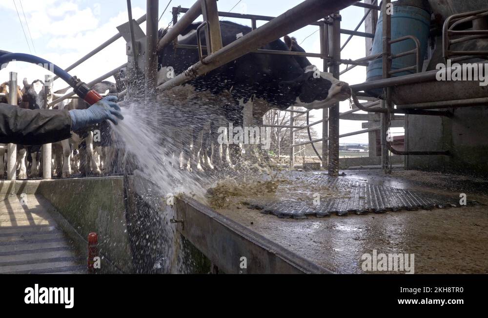Farm yard cattle water Stock Videos & Footage - HD and 4K Video Clips ...