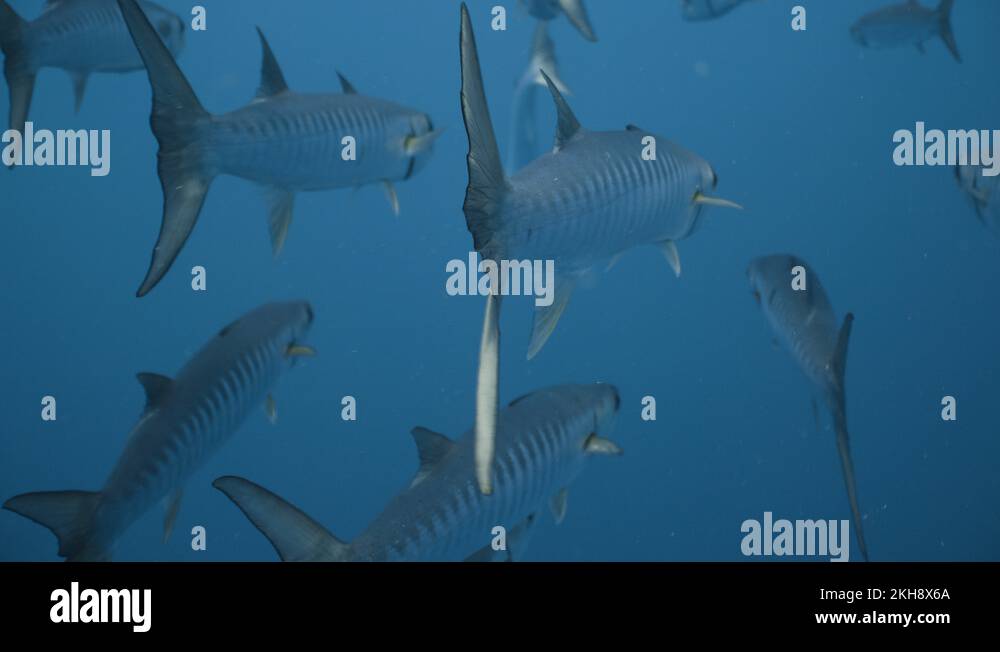 Blue fin fins tail Stock Videos & Footage - HD and 4K Video Clips - Alamy