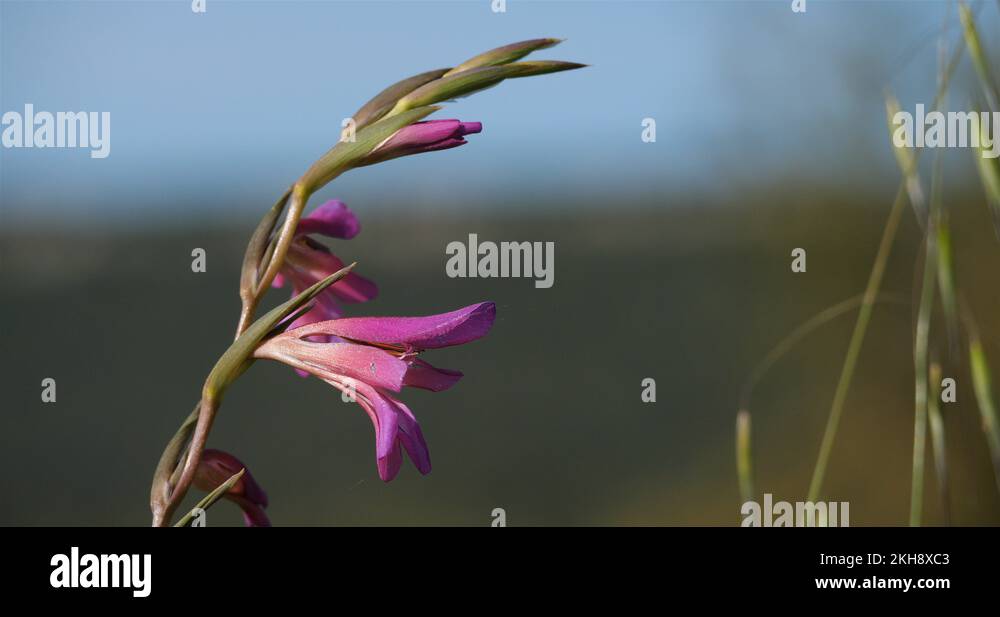 Mediterranean lily Stock Videos & Footage - HD and 4K Video Clips - Alamy