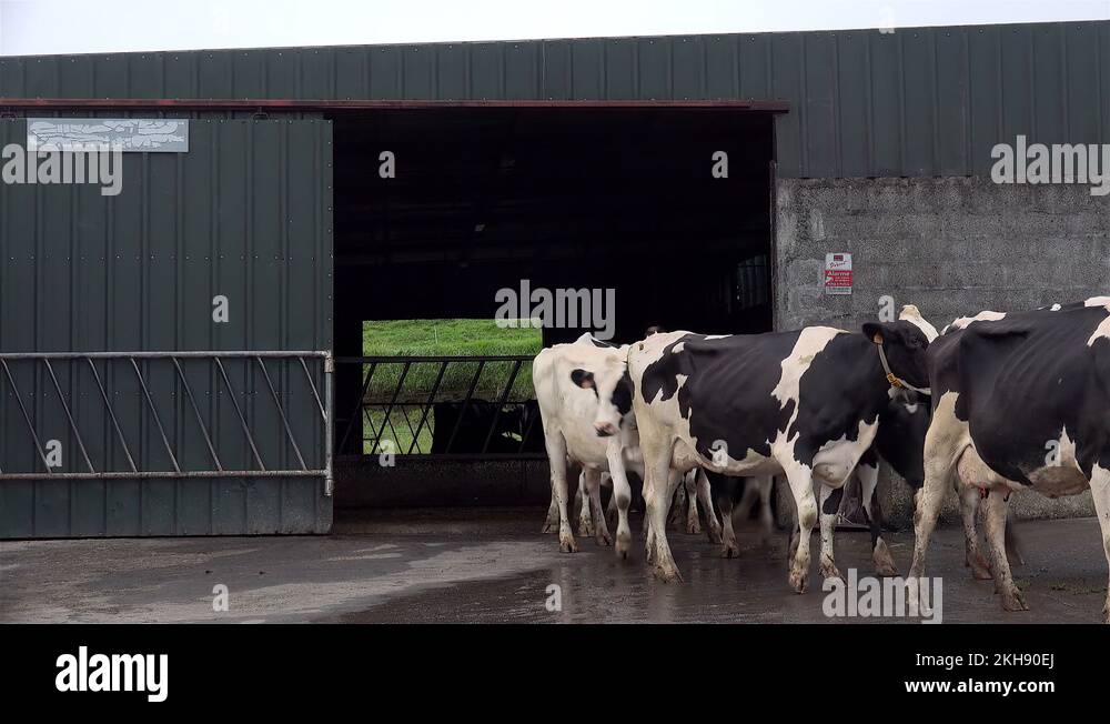 Building farm cows Stock Videos & Footage - HD and 4K Video Clips - Alamy